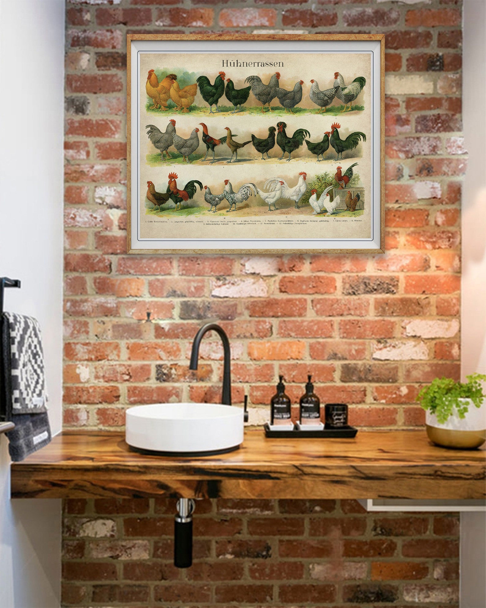 Vintage Chicken Poster Chicken Breeds Chart Print German | Etsy