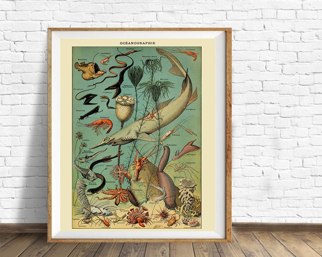 Vintage Fish Print, French Fish Chart Oceanography Print Illustration ...