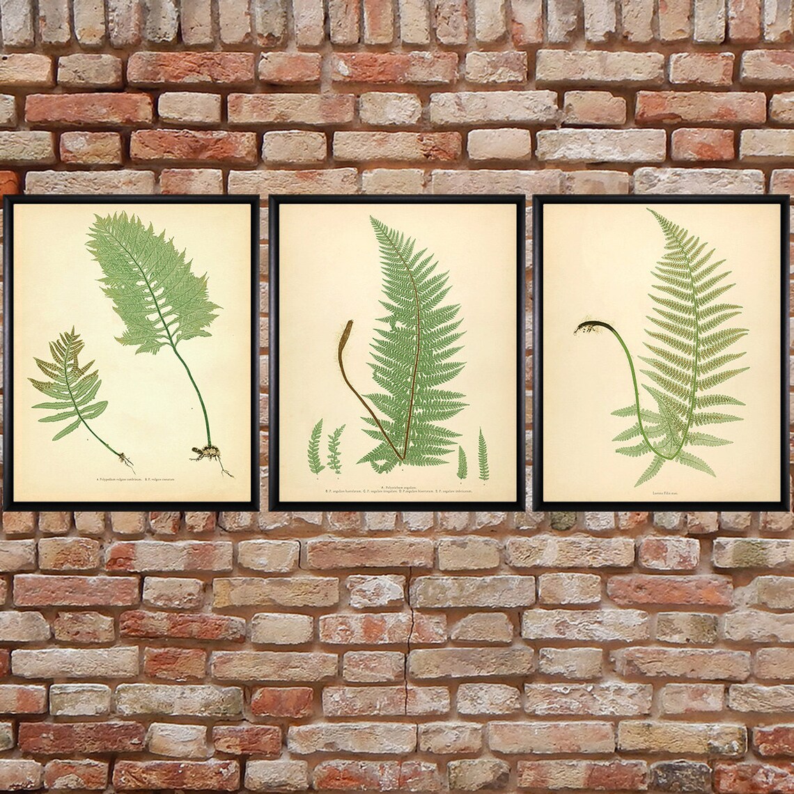 Fern Print Set of 3 Sale Discount Fern Poster Vintage | Etsy