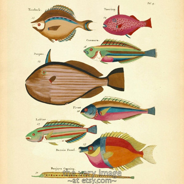Fish Poster - Etsy