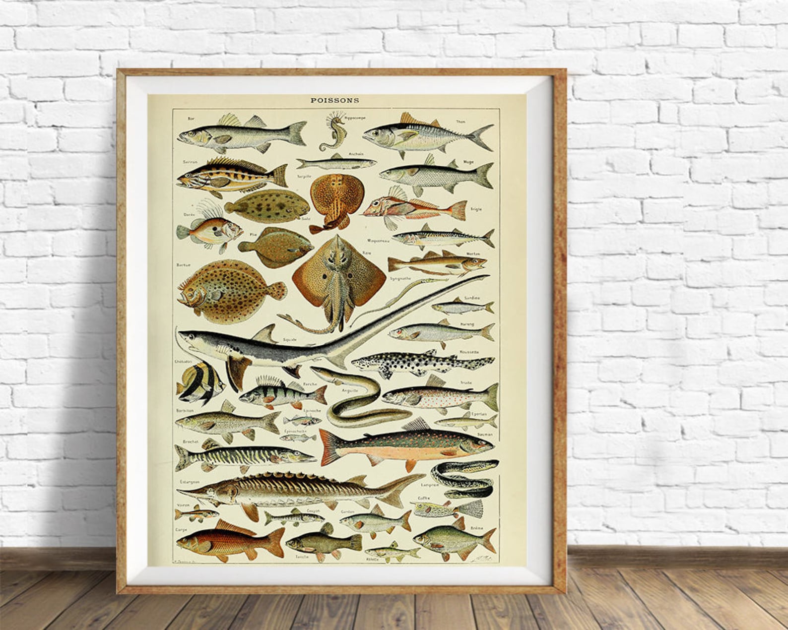 Vintage Fish Print French Fish Chart Fishing Illustration - Etsy