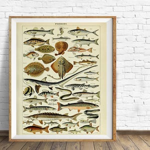 Vintage Fish Print, French Fish Chart Fishing Illustration Biology ...