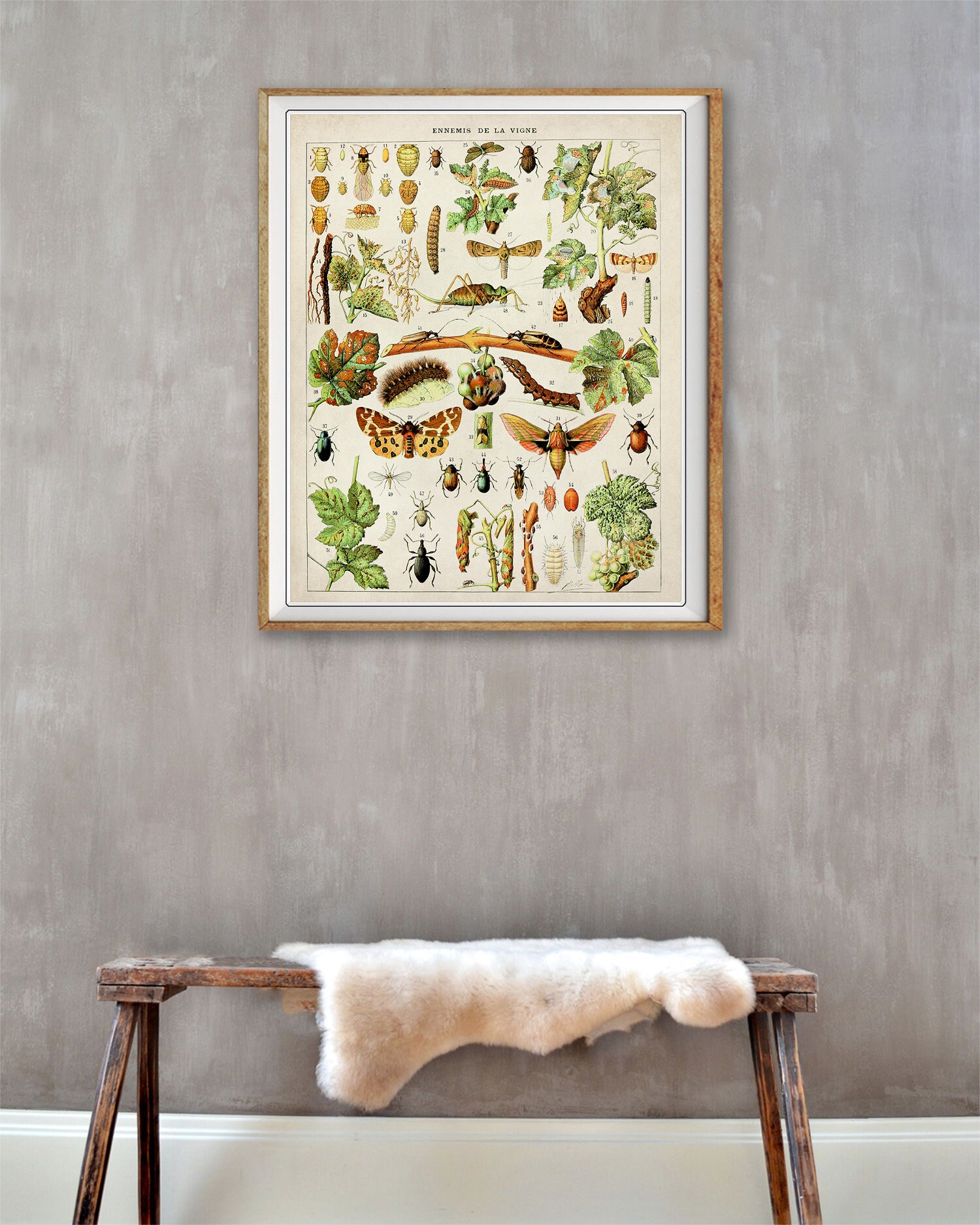 Vintage Insect Print, French Insect Chart Poster Wine Print Wall Art ...