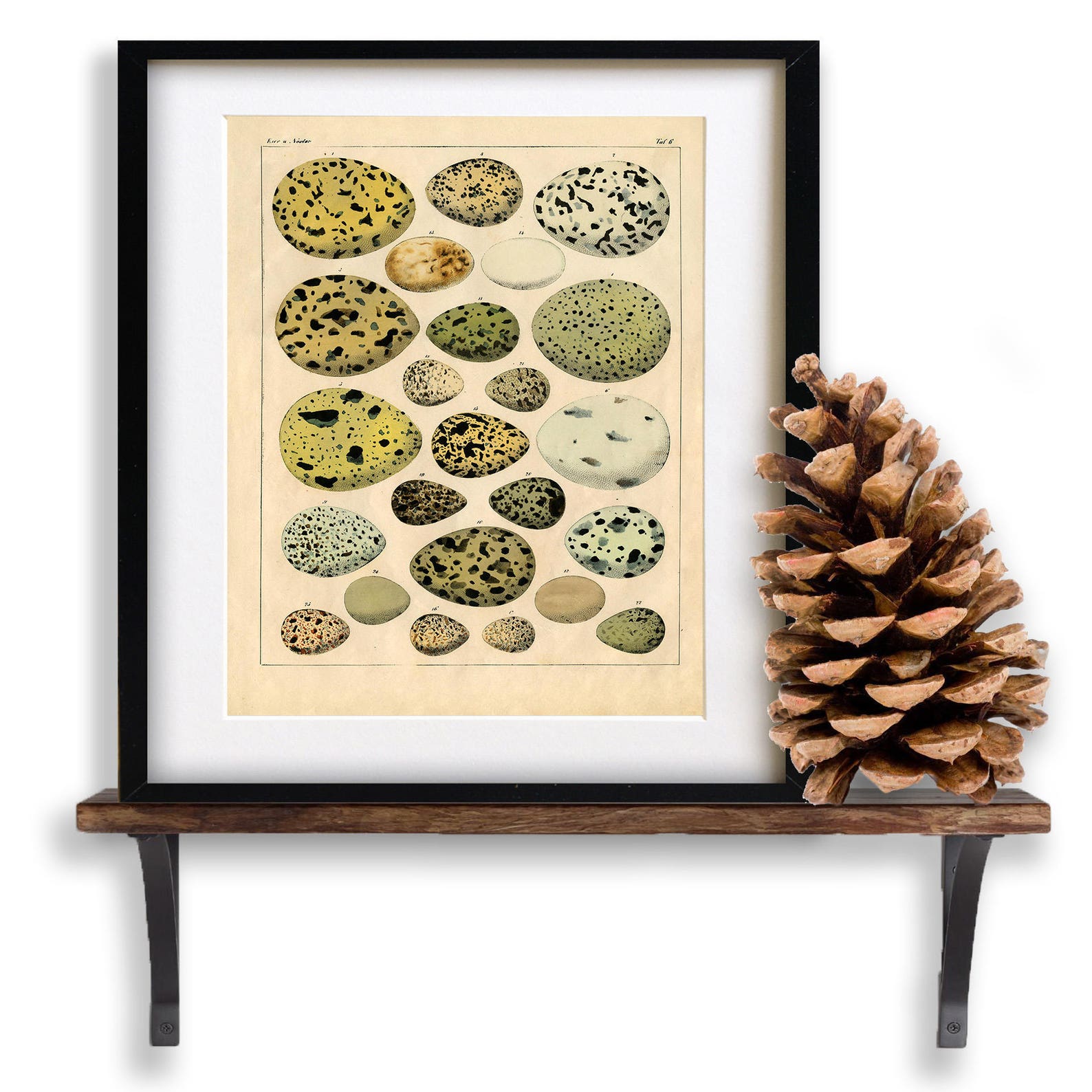 Vintage Bird Egg Poster, Bird Print, Egg Poster, Egg Chart Wall Art ...