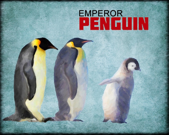 Emperor Penguin Pictures To Print