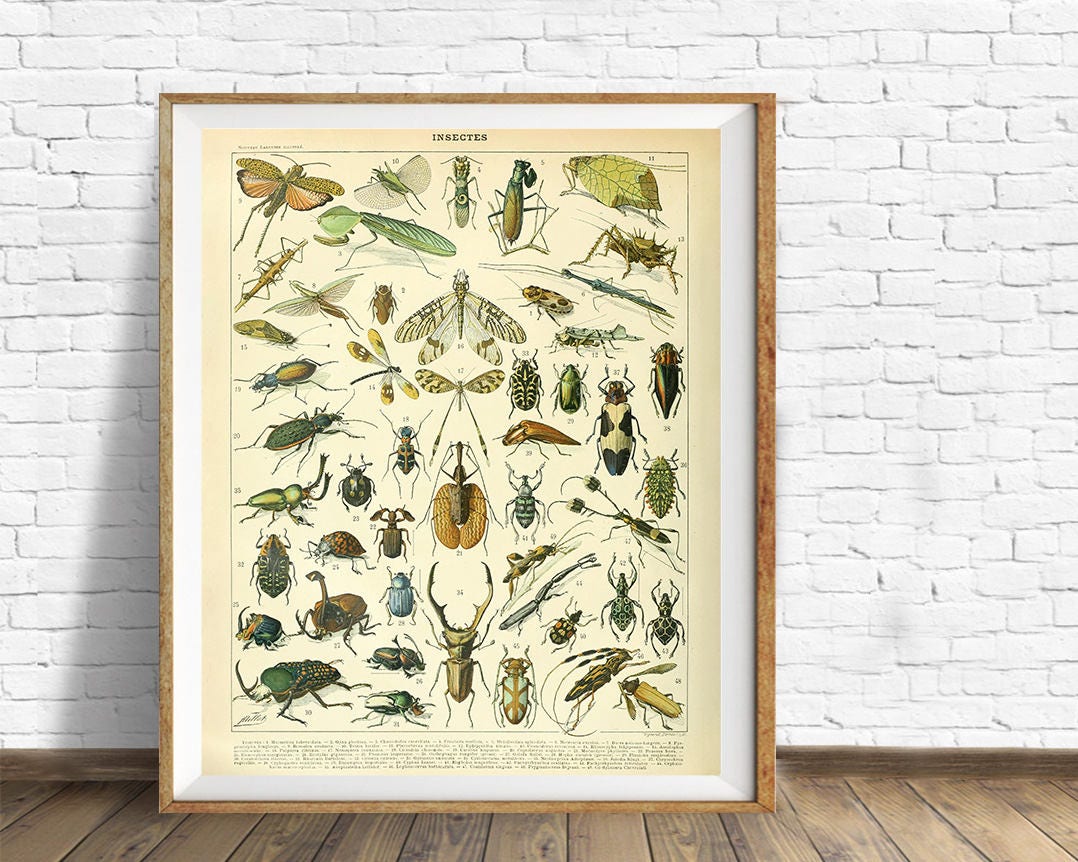 Vintage Insect Print French Insect Chart Insect Illustration - Etsy