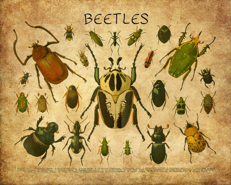 Vintage Insect Poster Beetle Print Vintage Beetle Poster - Etsy