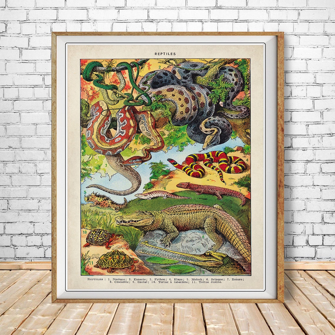 Vintage Reptile Print French Biology Poster Snake Poster - Etsy