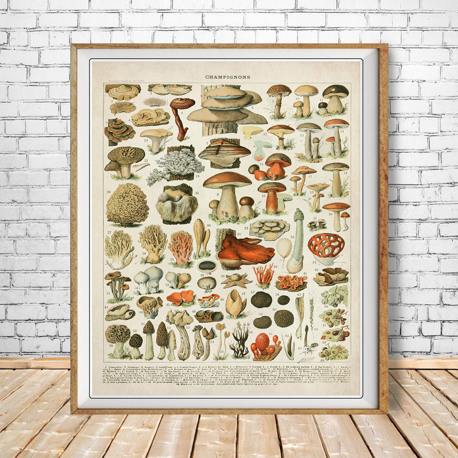 Vintage Mushroom Poster Mushroom Poster Set of 3 French | Etsy