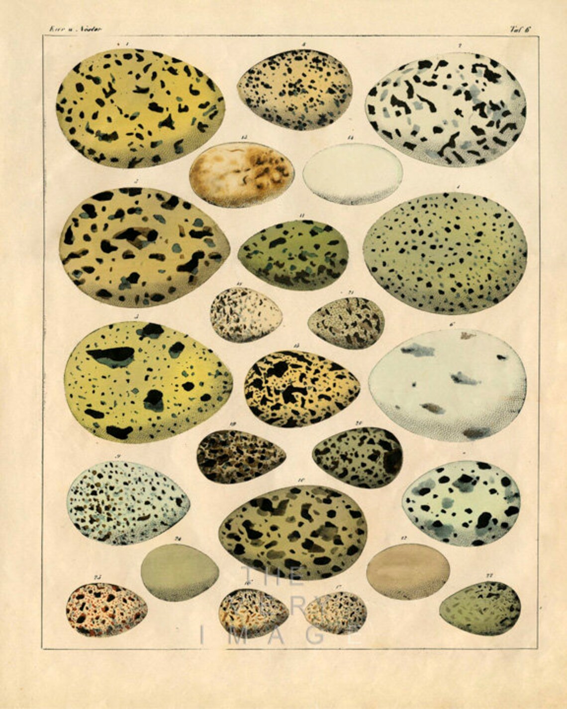 Vintage Bird Egg Poster, Bird Print, Egg Poster, Egg Chart Wall Art ...