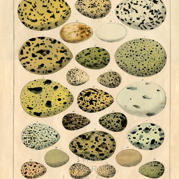 Bird Eggs Chart - Etsy