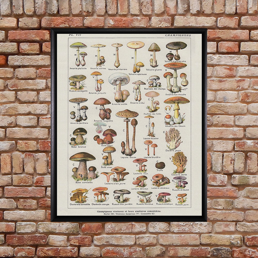 Vintage Mushroom Poster Plant Print French Mushroom Decor | Etsy
