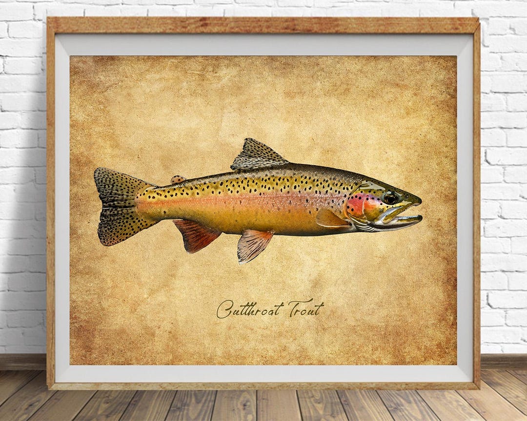 Cutthroat Trout Poster, Vintage Fish Print, Fly Fishing Decor, Trout ...