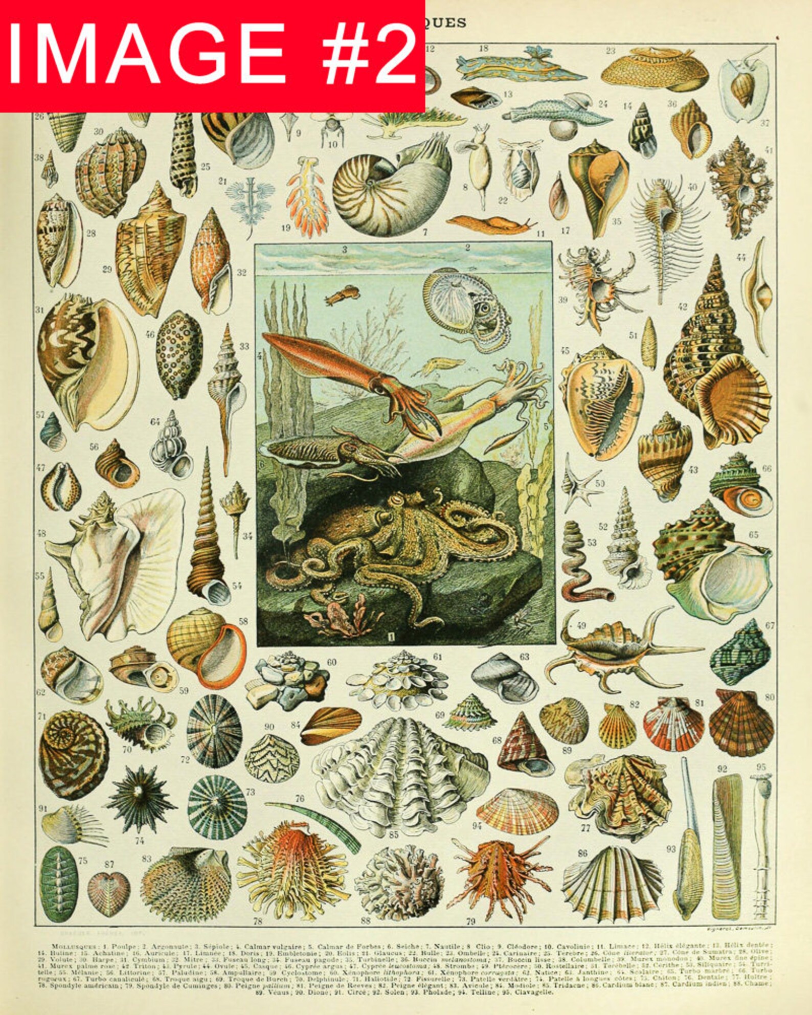 Fish Print Seashell Poster Beach House Decor Set of 3 | Etsy