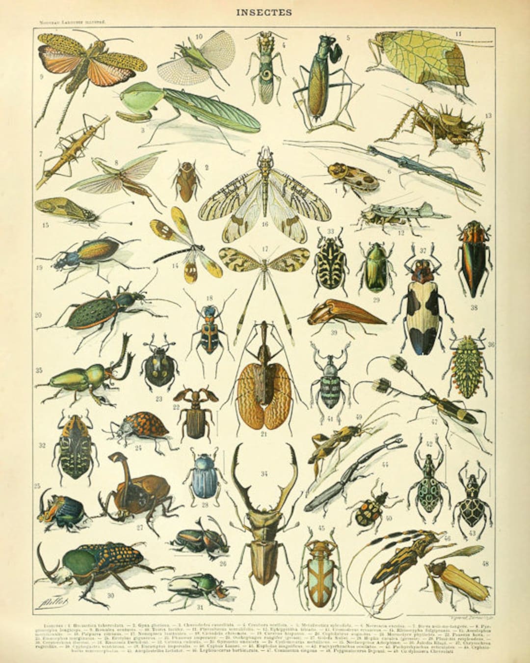 Vintage Insect Print, French Insect Chart Insect Illustration Biology ...