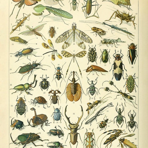 Vintage Insect Print French Insect Chart Biology Poster - Etsy