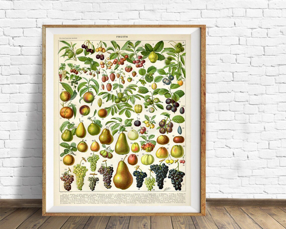 Vintage Fruit Poster - Botanical Print - French Fruit Print - Wall Art ...