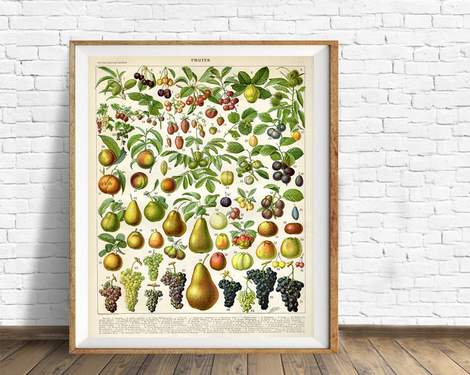 Vintage Fruit Poster Botanical Print French Fruit Print | Etsy