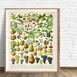 Vintage Fruit Poster - Botanical Print - French Fruit Print - Wall Art ...