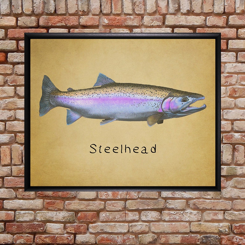 Steelhead Poster Fish Print Steelhead Print Trout - Etsy