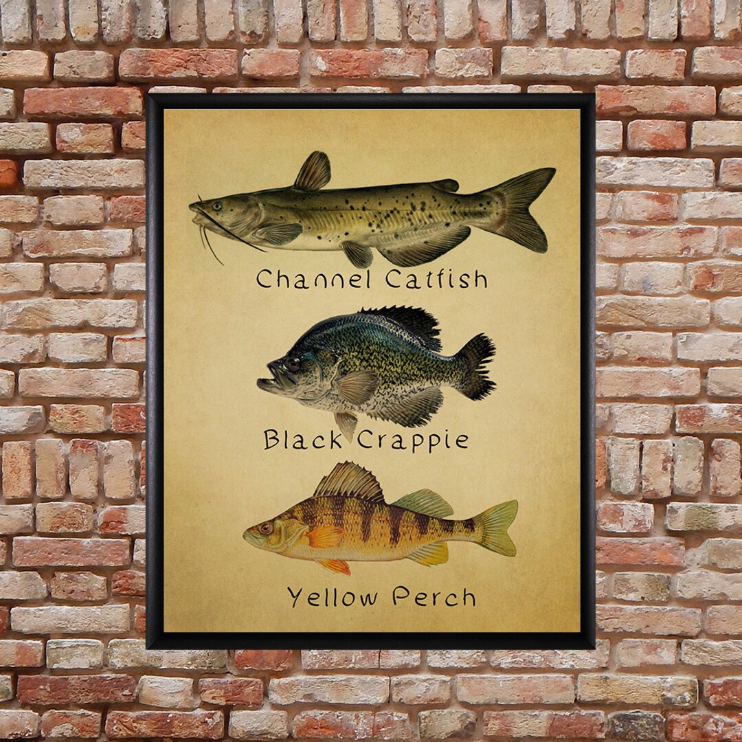 Fish Poster Fish Print Catfish Perch Crappie Freshwater Fishing Poster ...