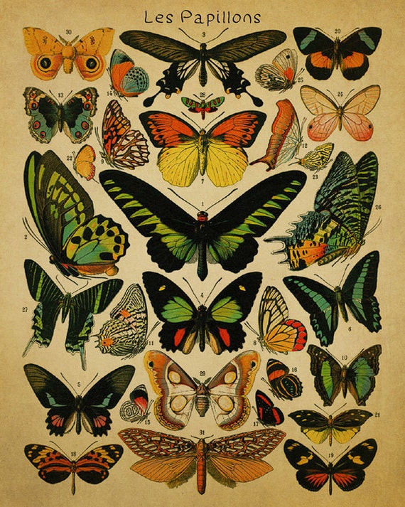 Butterfly Posters