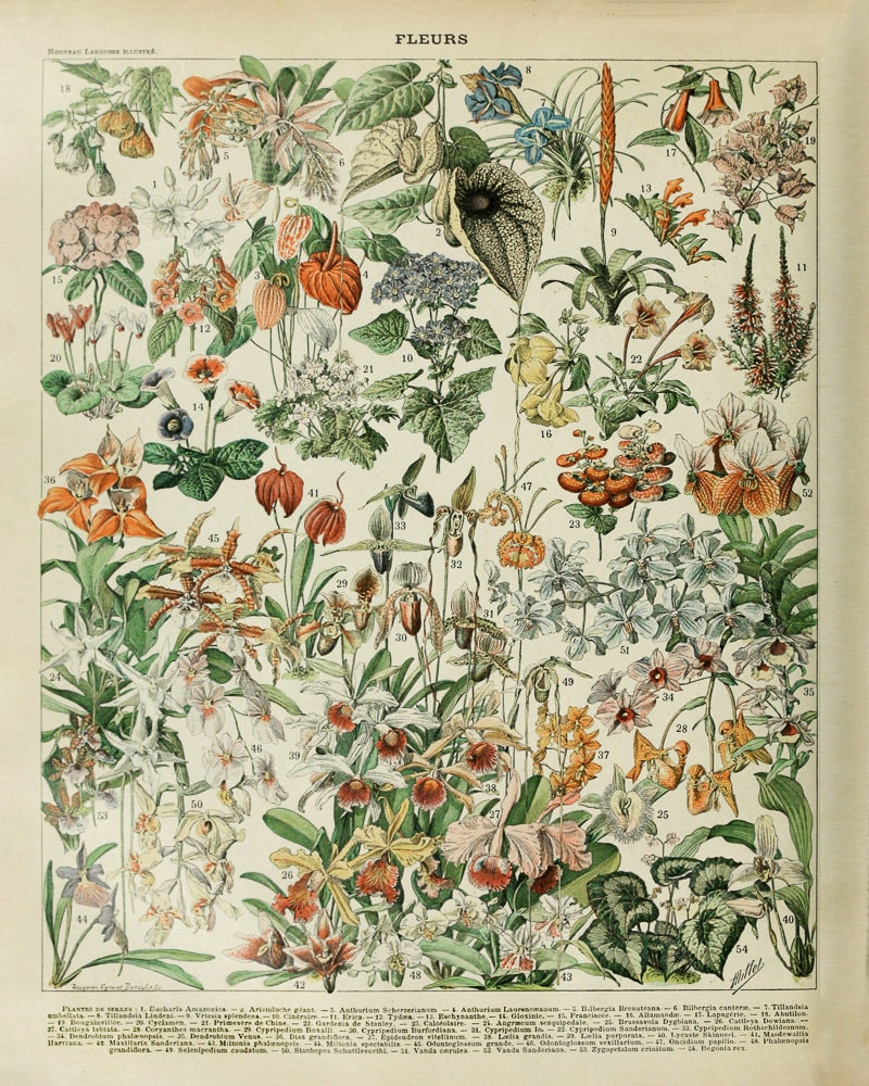 Vintage Botanical Print Flower Poster Set of 6 French | Etsy