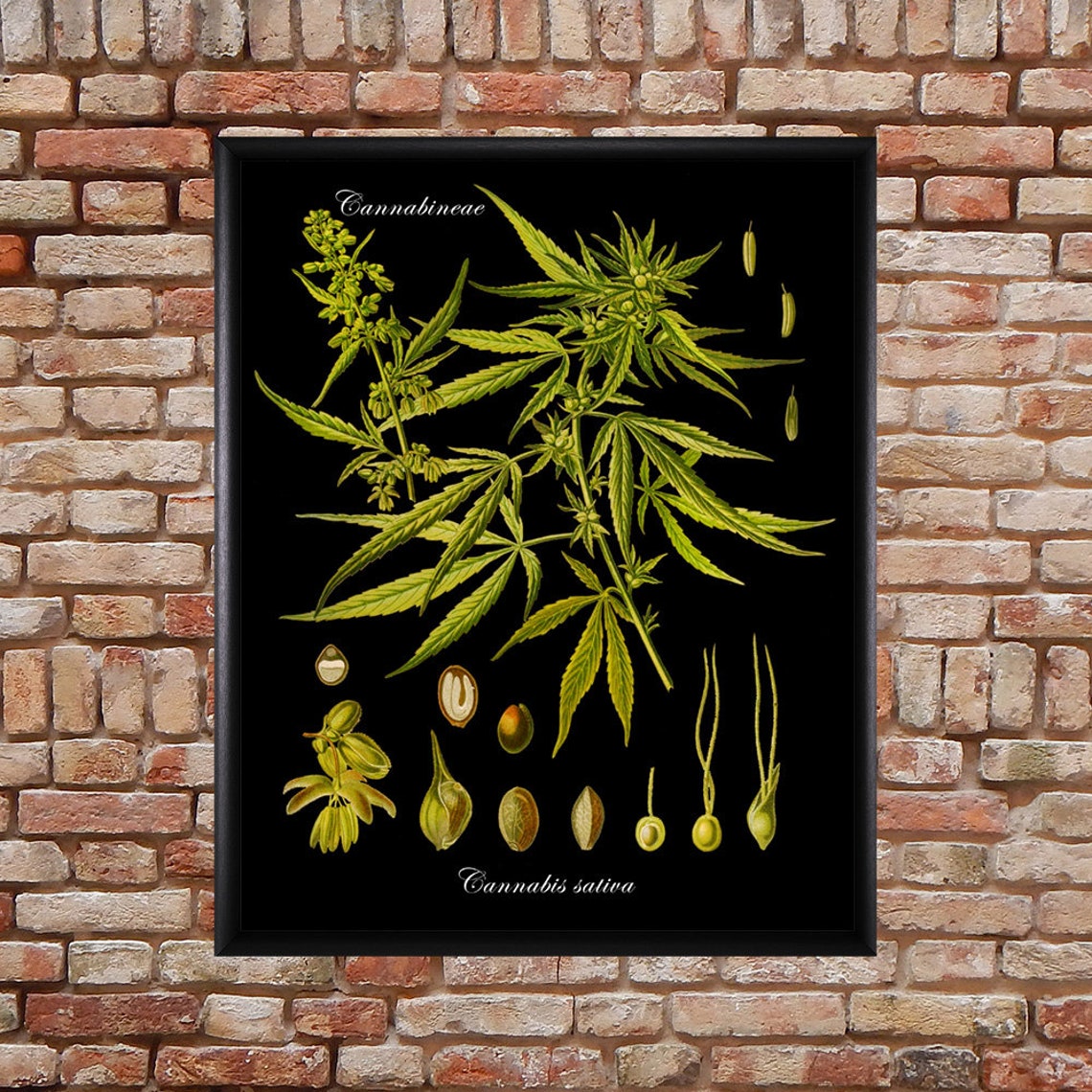 Cannabis Print Marijuana Poster Cannabis Botanical Print - Etsy