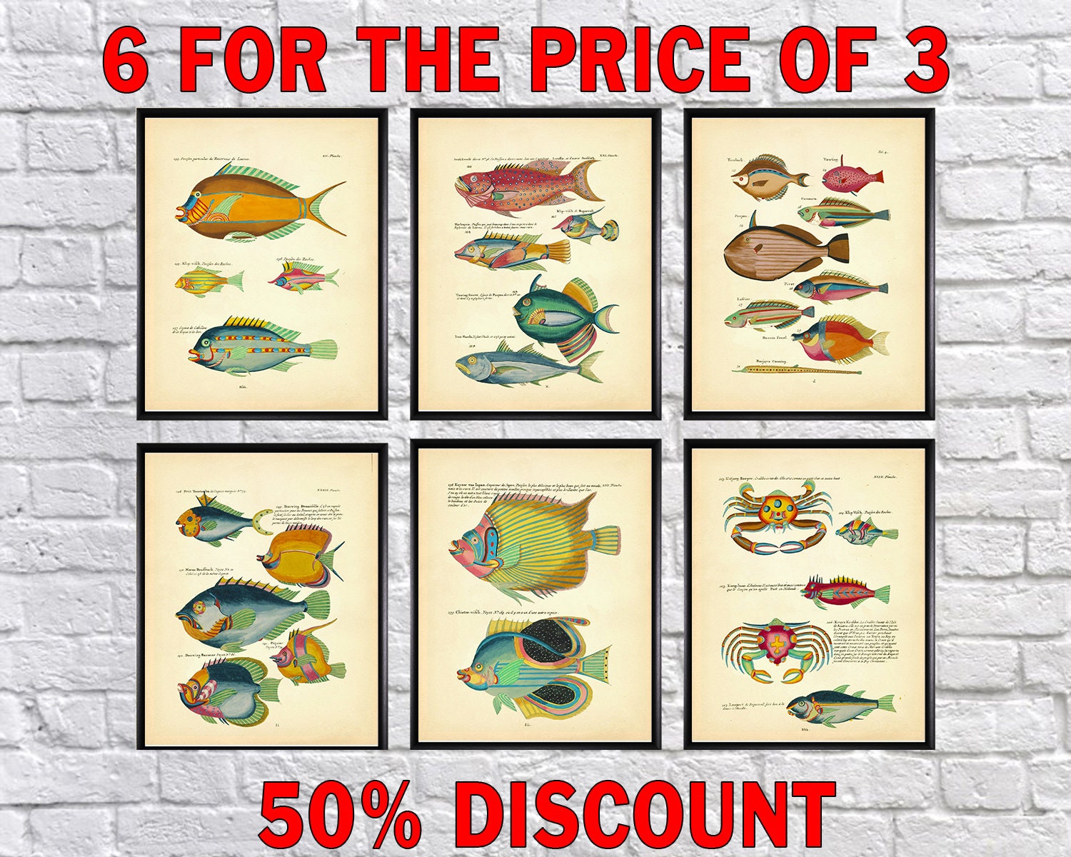 Vintage Fish Print Set of 6 Colorful Fish Art French - Etsy