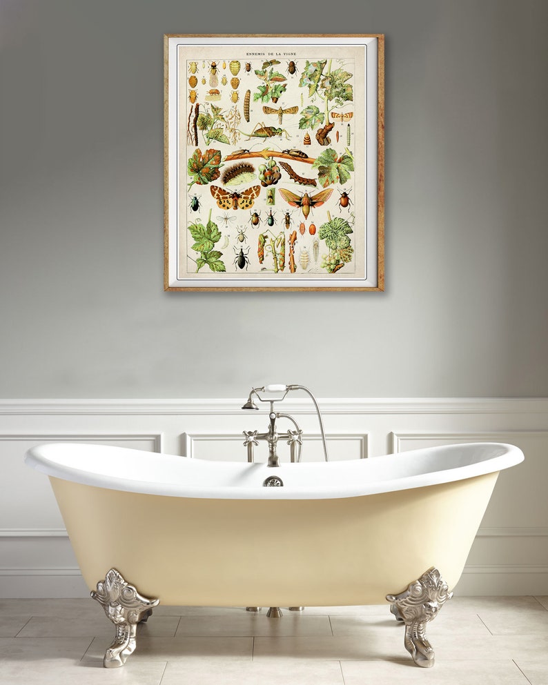 Vintage Insect Print French Insect Chart Poster Wine Print - Etsy