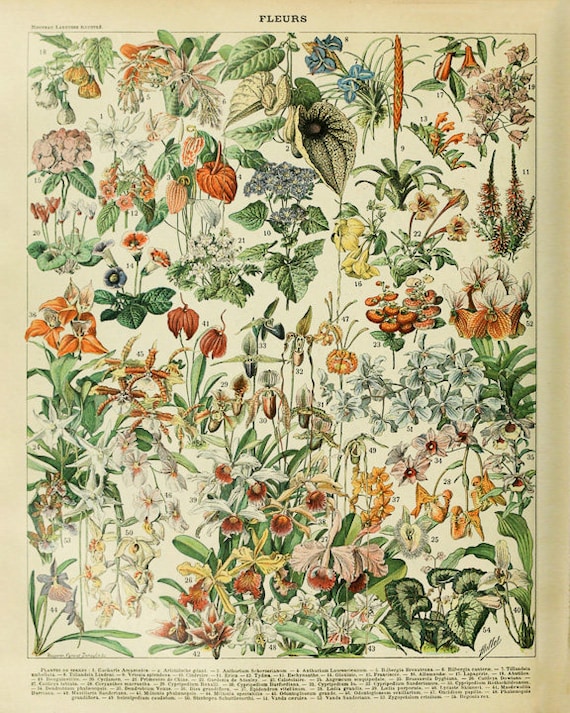 Vintage Flower Poster Botanical Print French Flower Decor Wall Art Home Decor Fine Art Print vi237