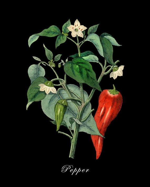 Botanical Print With Black Background Pepper Print Flower - Etsy
