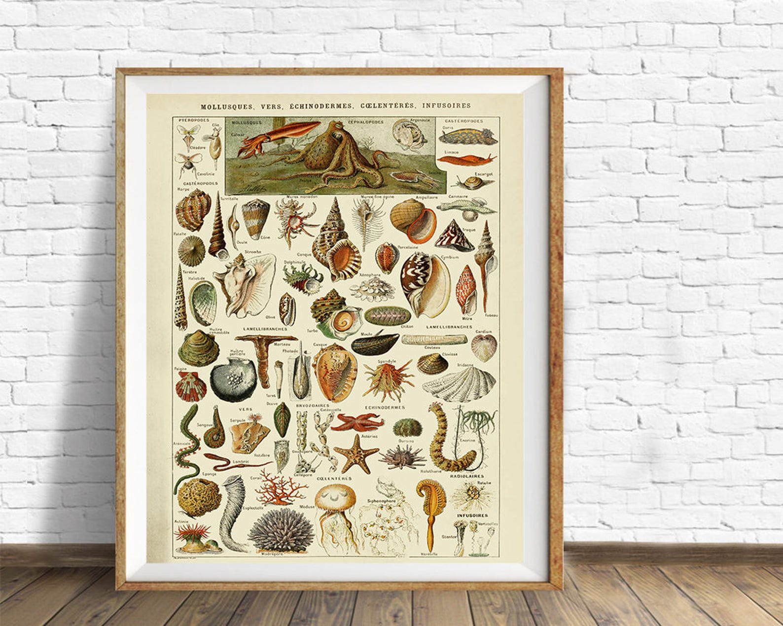 Vintage Seashell Print Seashell Poster French Ocean Print | Etsy