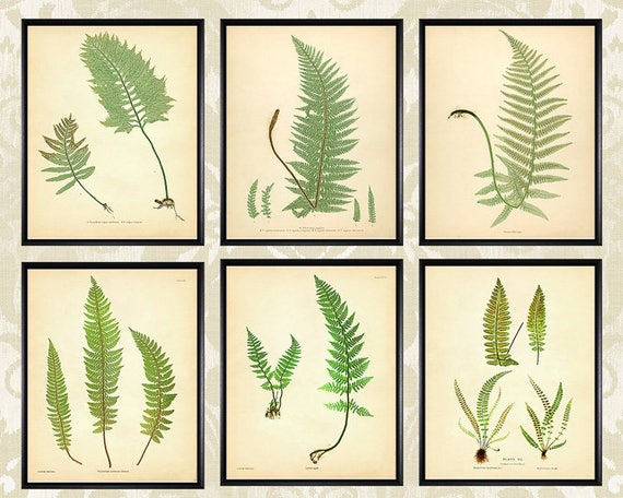 Set of 6 Fern Prints Vintage Botanical Prints Fern Art | Etsy