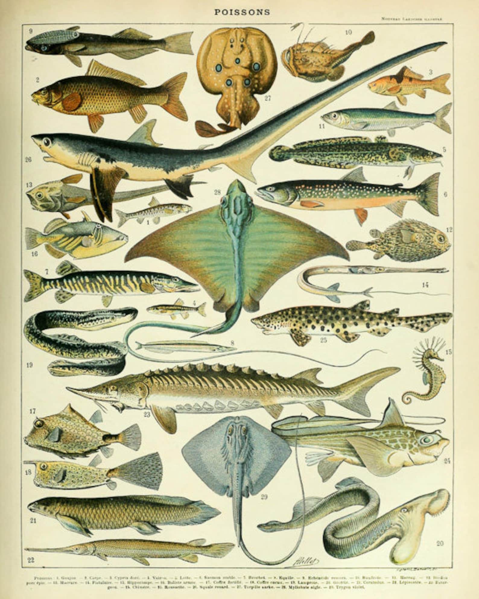 Vintage Fish Print French Fish Chart Biology Poster Fishing - Etsy