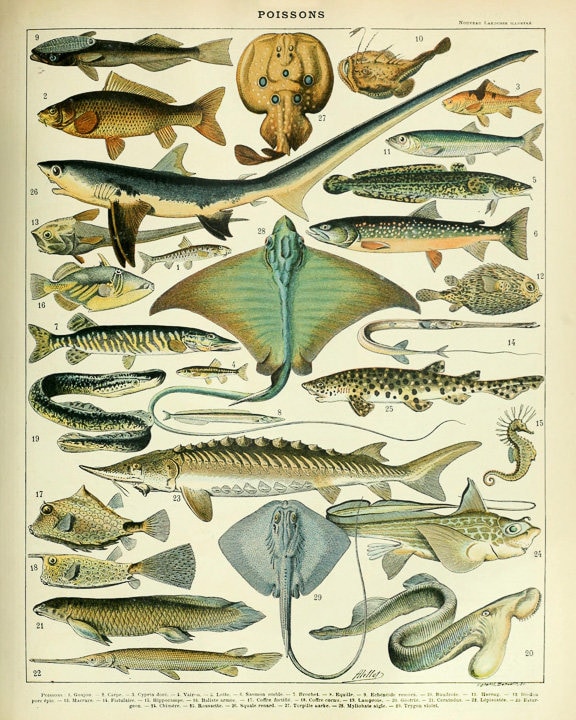 Vintage Fish Print French Fish Chart Biology Poster Fishing - Etsy