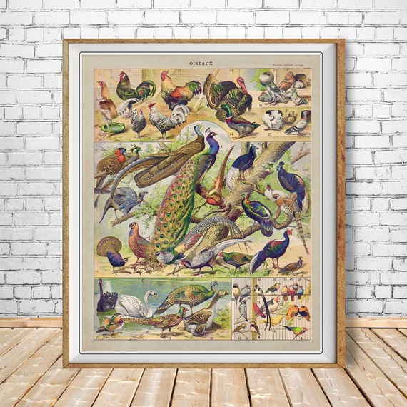 Vintage Bird Print French Bird Poster Ornithology Chart Gifts | Etsy