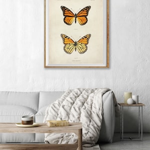 Vintage Butterfly Print, Monarch Butterfly Poster Insect Illustration ...