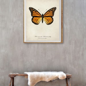 Monarch Butterfly Poster, Vintage Butterfly Print, Insect Illustration ...