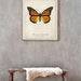 Monarch Butterfly Poster, Vintage Butterfly Print, Insect Illustration ...