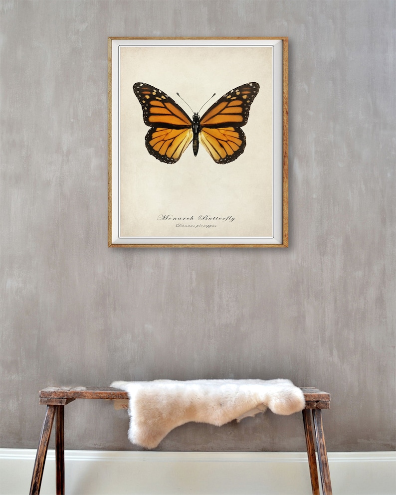 Monarch Butterfly Poster, Vintage Butterfly Print, Insect Illustration ...