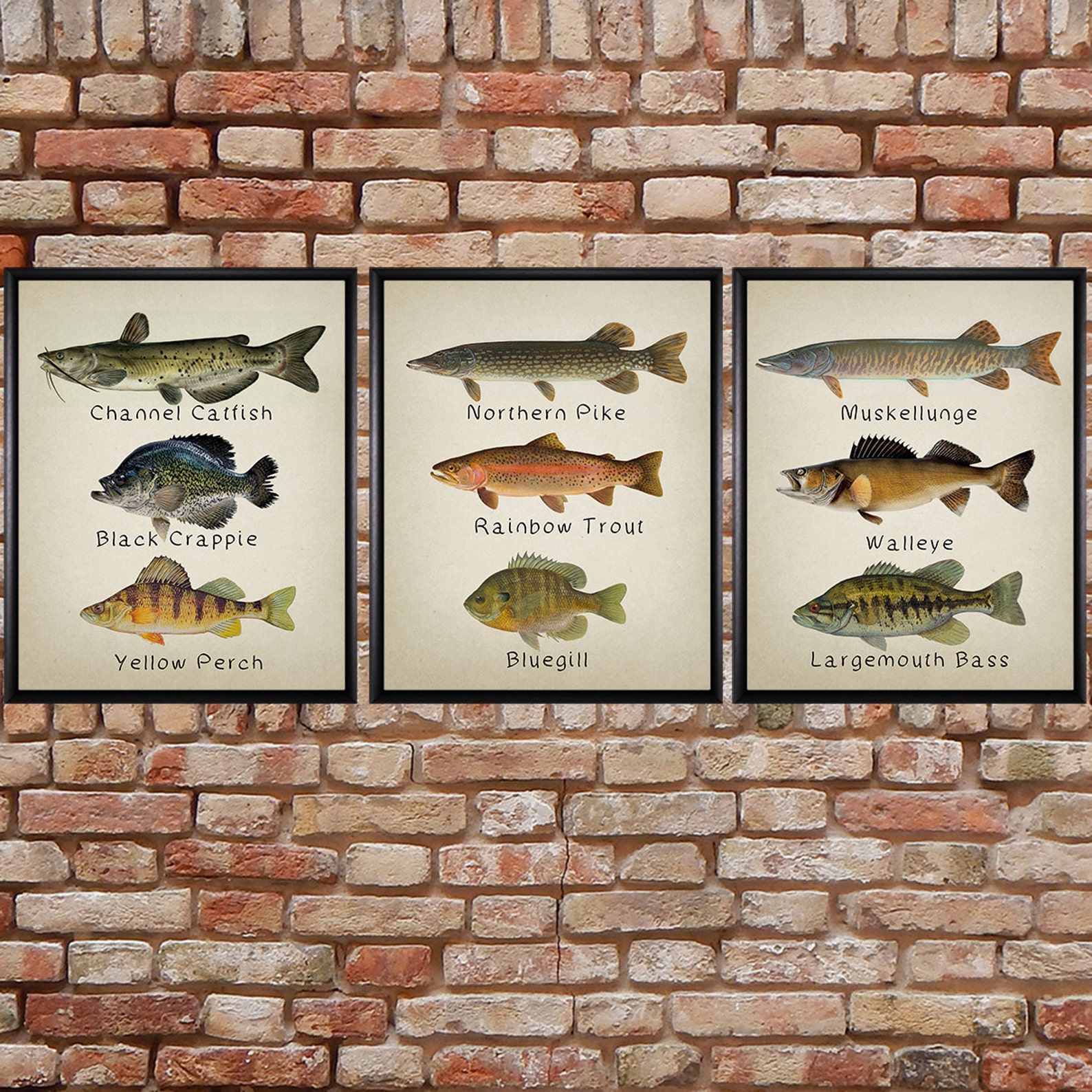 Fish Poster Discounted Set of 3 Fish Print Freshwater - Etsy