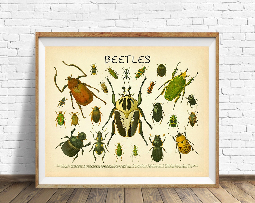Vintage Insect Poster, Beetle Print, Vintage Beetle Poster, Beetle ...