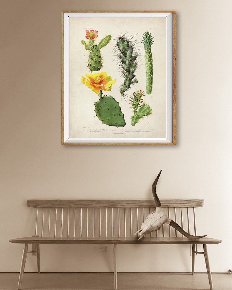 Cactus Print, Vintage Cactus Poster, Botanical Print, Cactus Art ...