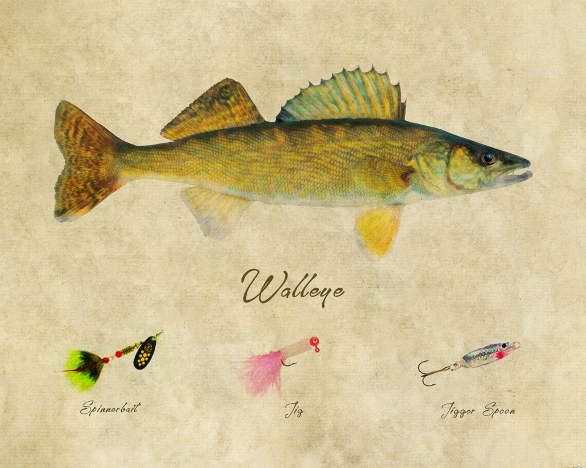 Fish Print Set of 3 Muskie Print Muskellunge Walleye Print - Etsy