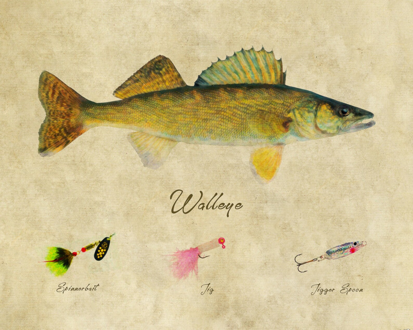 Fish Print Set of 3 Muskie Print Muskellunge Walleye Print - Etsy