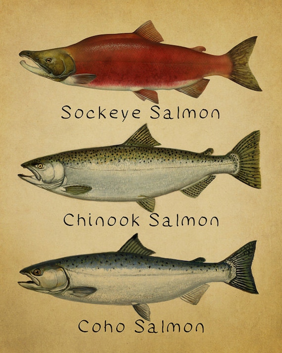 Coho Vs Chinook Salmon