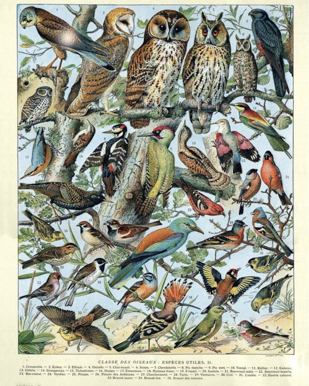 Vintage Bird Print French Bird Poster Ornithology Print Gifts for Bird ...