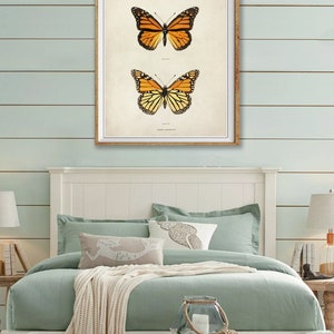 Vintage Butterfly Print, Monarch Butterfly Poster Insect Illustration ...