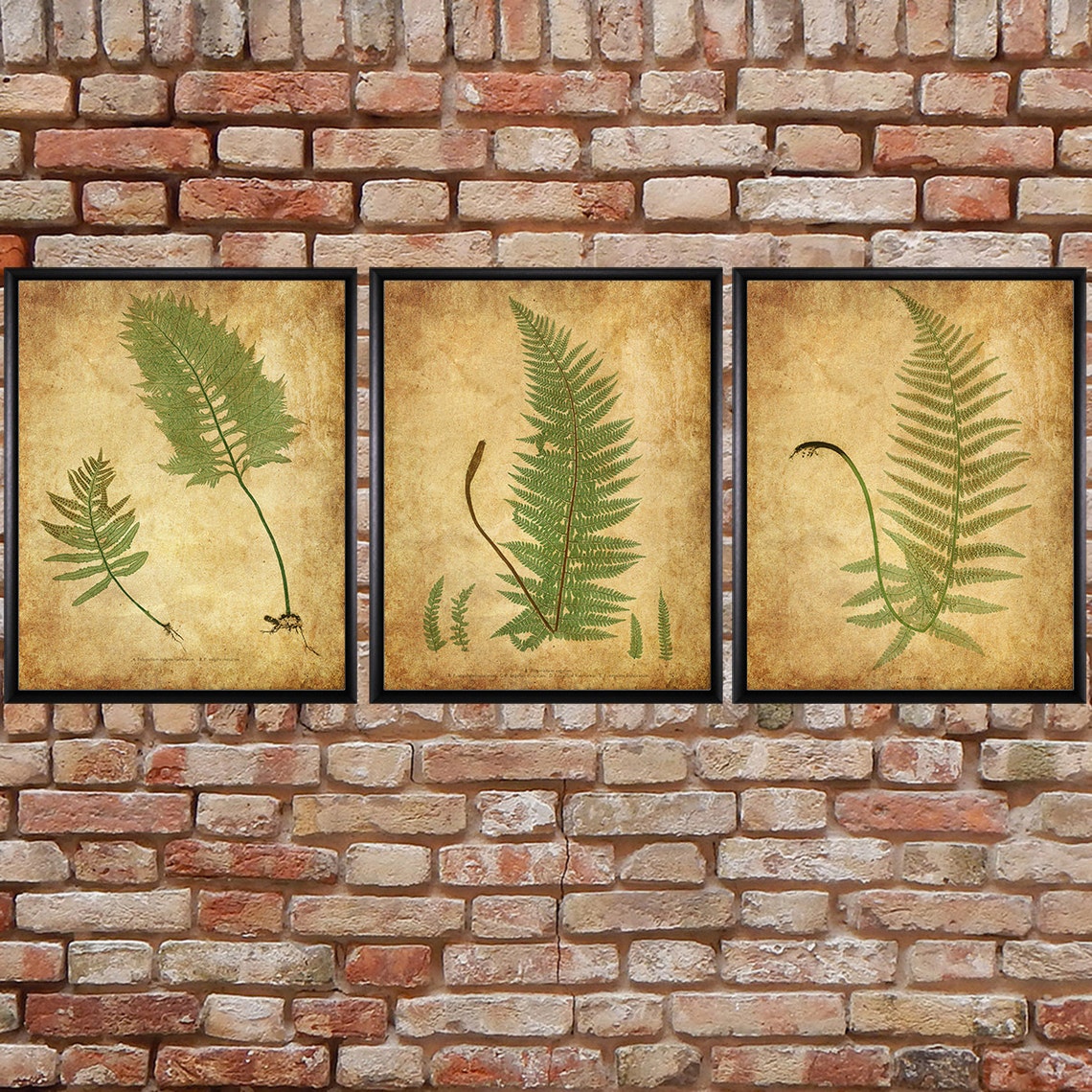 Fern Print Set of 3 Sale Discount Fern Poster Vintage | Etsy